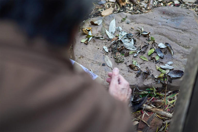 Helping Cape Town’s toads cross the road: Interview with Andrew Turner