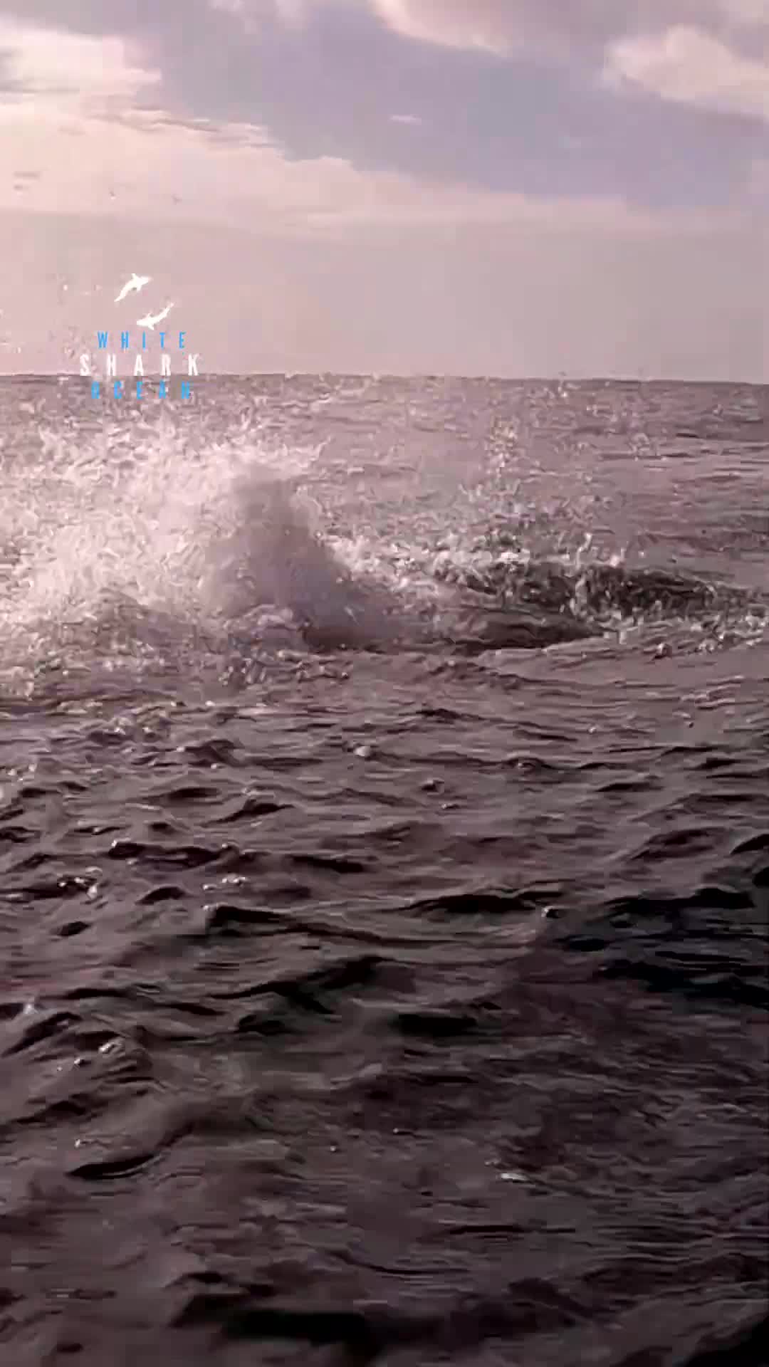 Great white shark leaps out of the water