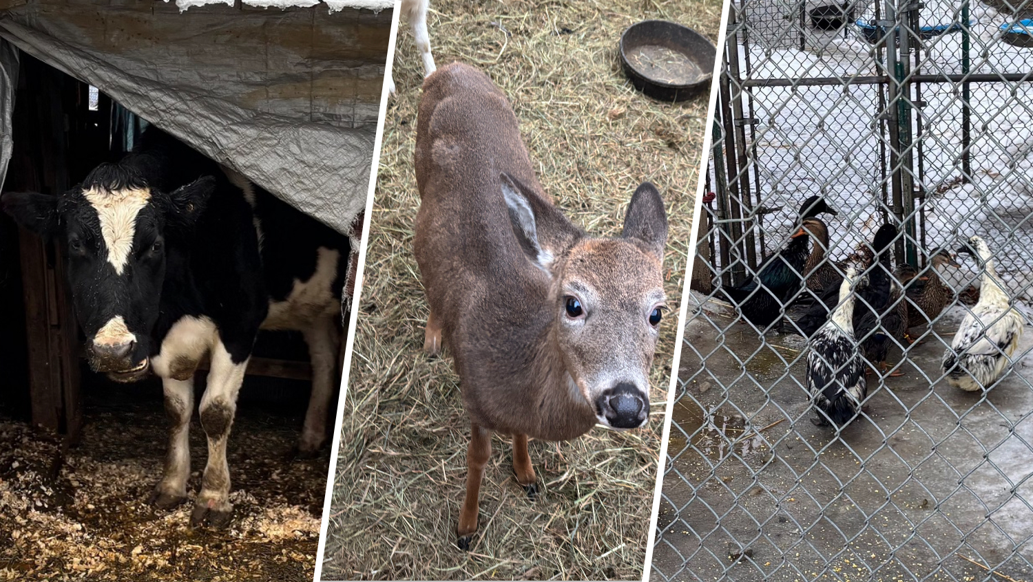 More than 150 animals removed from 'poor conditions' at Hadley property