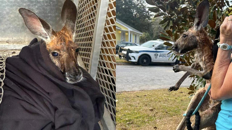 Police rescue escaped kangaroo from backyard pool in Summerville
