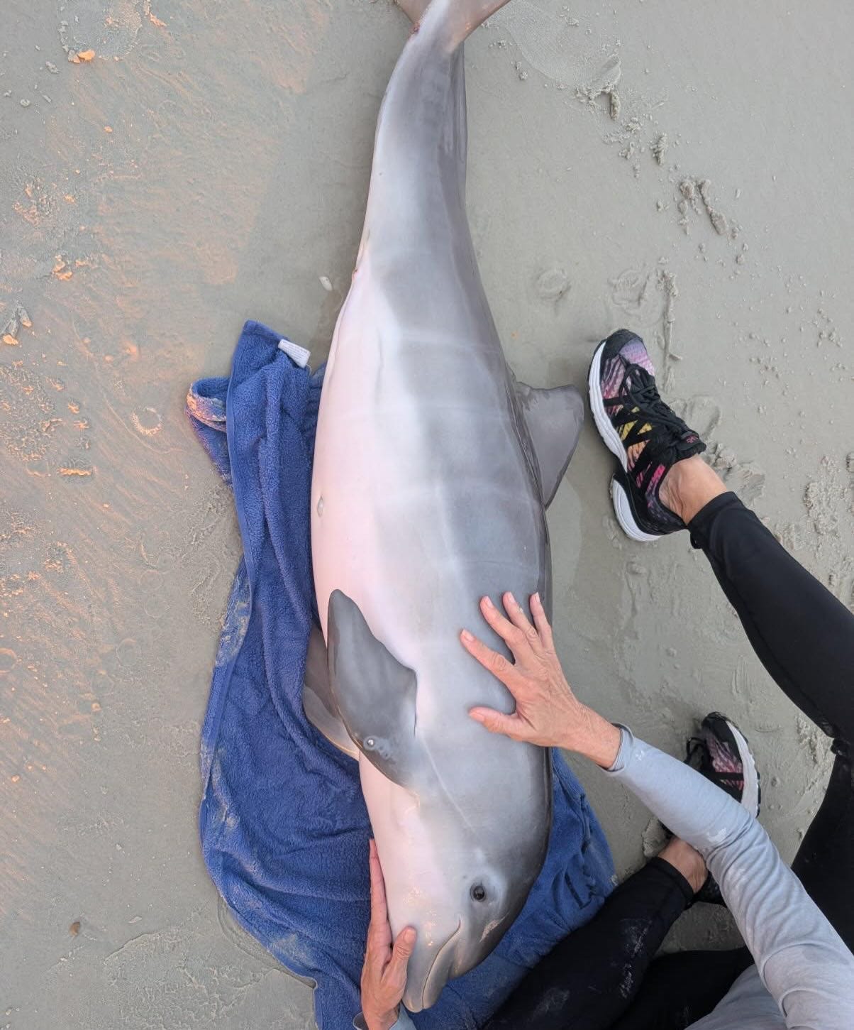Stranded baby dolphin found by beachgoers rescued from Florida beach