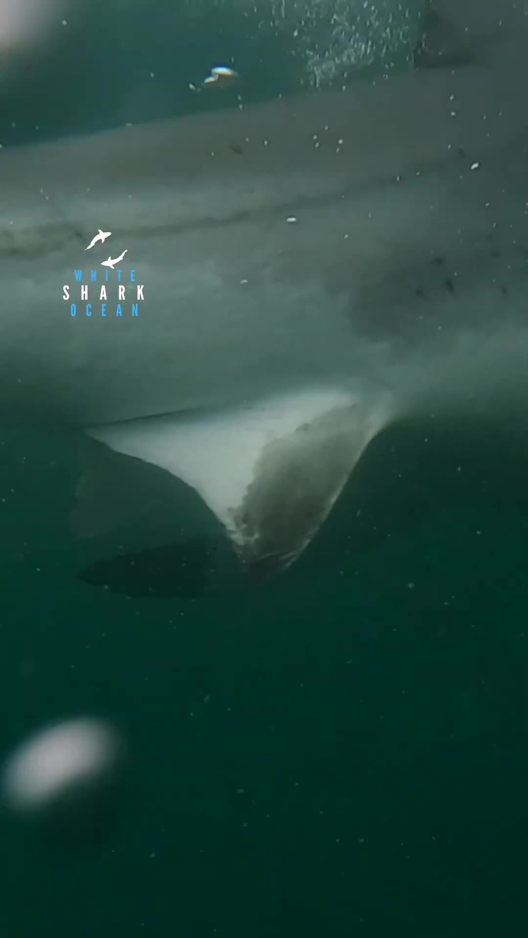 Great white breaks the surface before sinking back down below