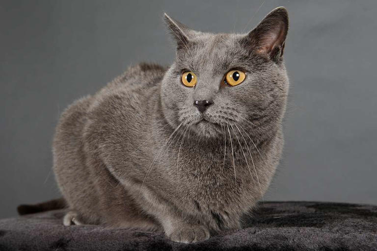 Chartreux ou Bleu Russe : comment distinguer ces deux races de chat