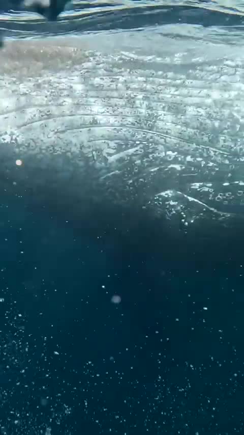 Filming Dolphins And A Whale Shows Up To See Whats Going On Sardine Run