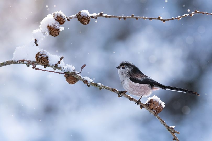 Storm Goretti in pictures as explosive snow system wreaks havoc across UK