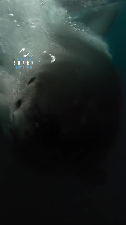 Great white shark ambushes from deep blue water