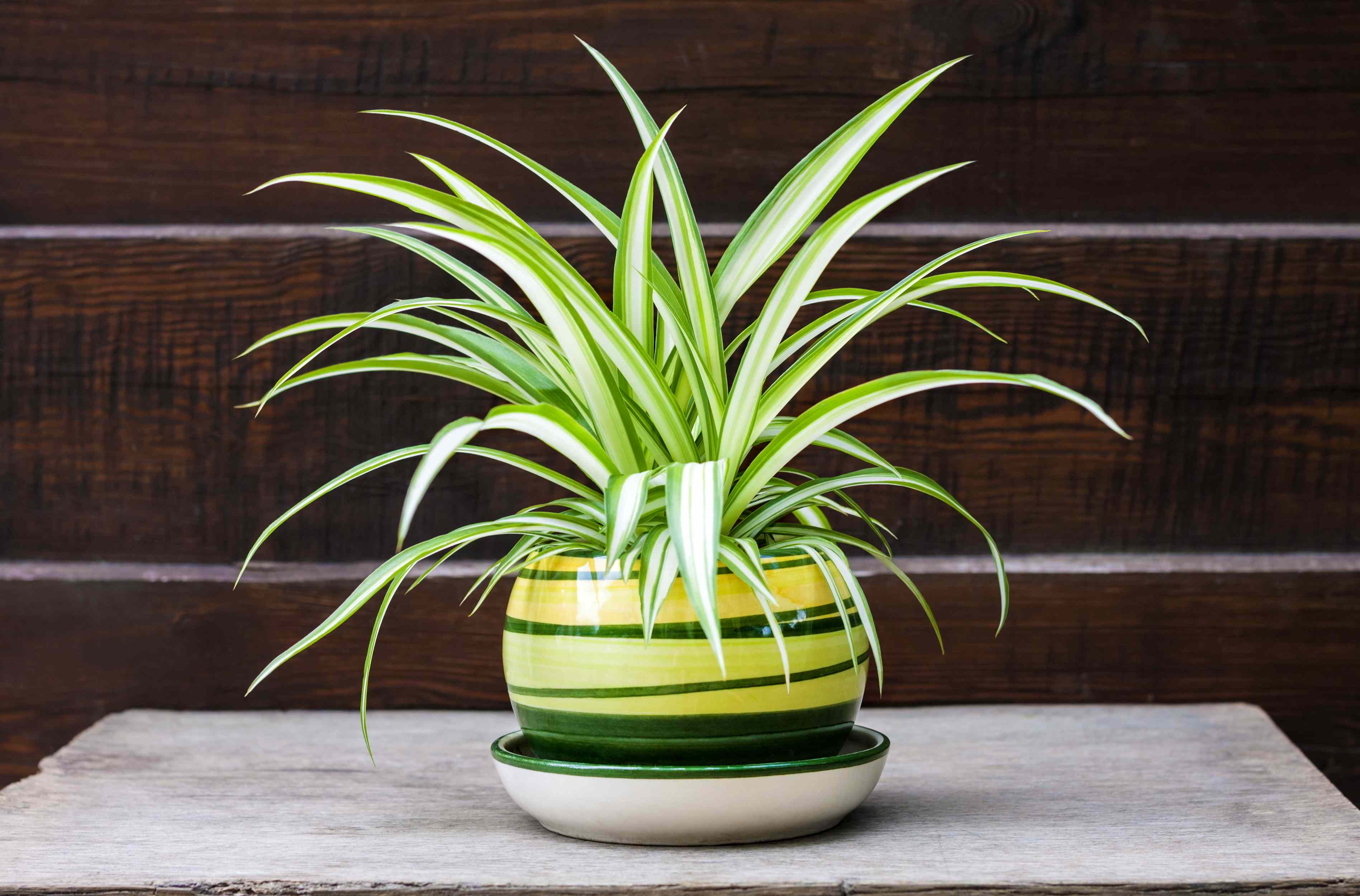 How to keep your spider plant healthy during winter—and prevent ...