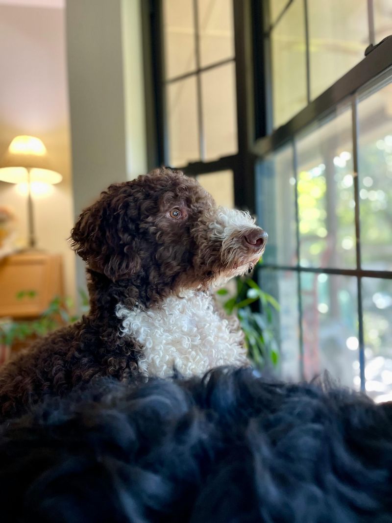 Owners looking beyond social media are finding these 8 dogs