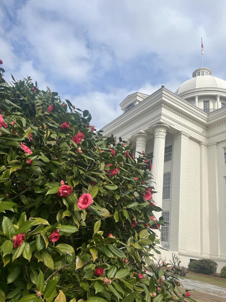 Camellia named in honor of Governor Kay Ivey