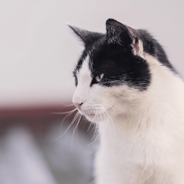 Is your cat secretly depressed? 10 signs that felines are great at ...
