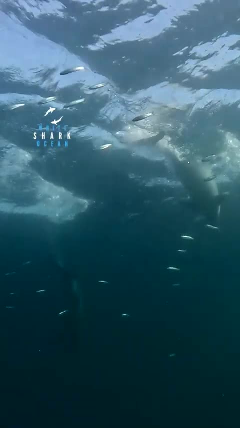 Dolphins picking off fish on the sardine run