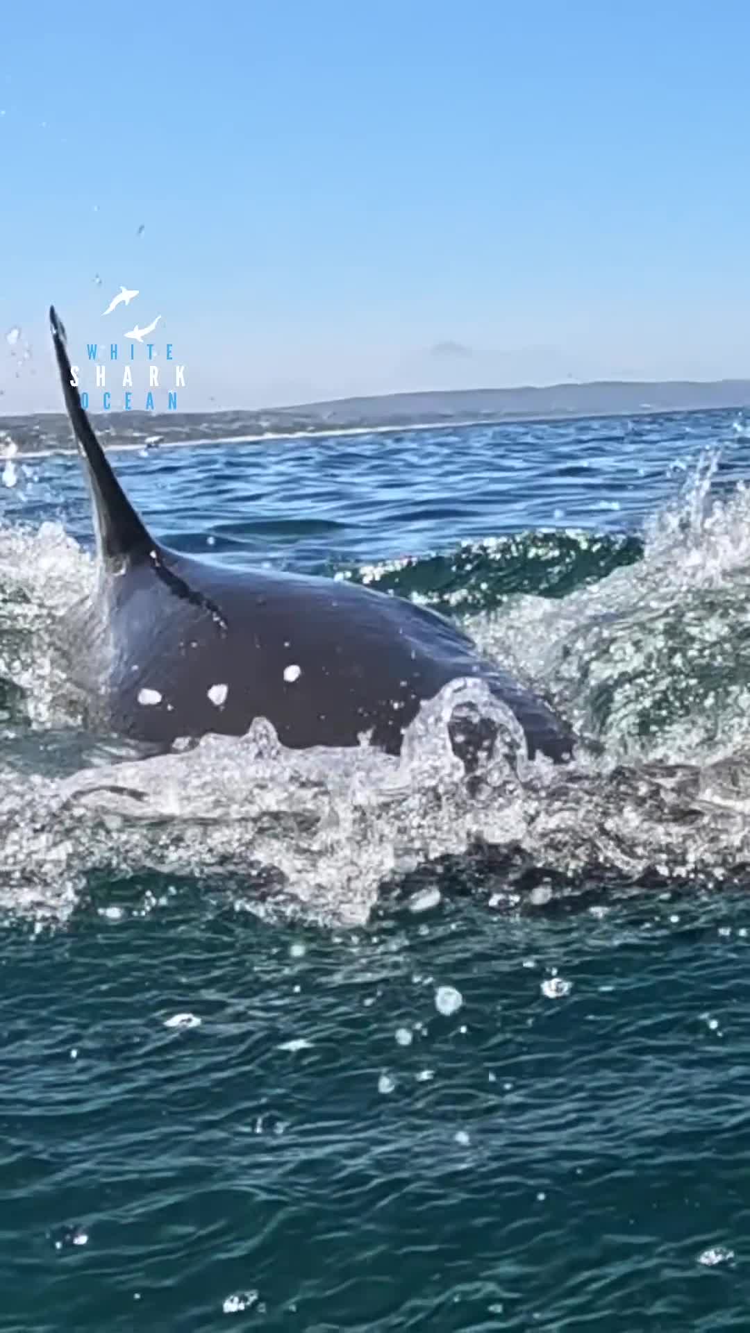 Great white shark blasts at speed out of the water