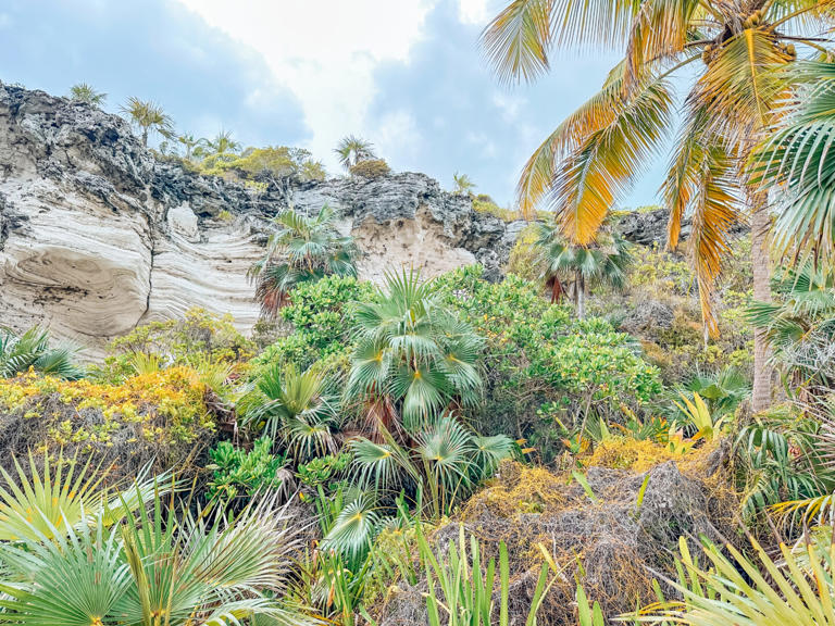 Exploring the Discovery Nature Trail at Disney’s Lookout Cay