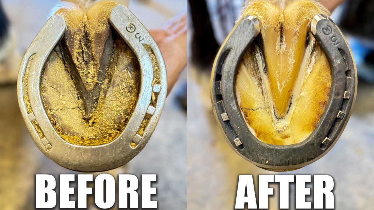 How satisfying hoof restoration reveals the art of farrier ASMR