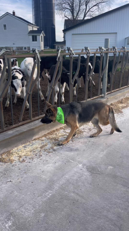 Millie was a bully this morning and got caught