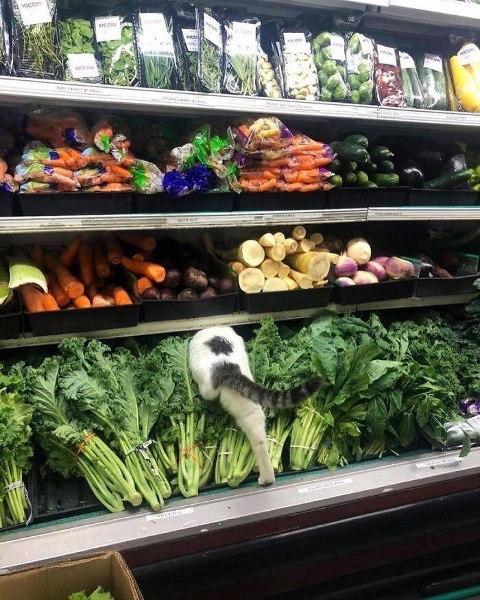 50 absurd, chaotic, and hilarious photos from the ‘Cat Virus.exe’ page