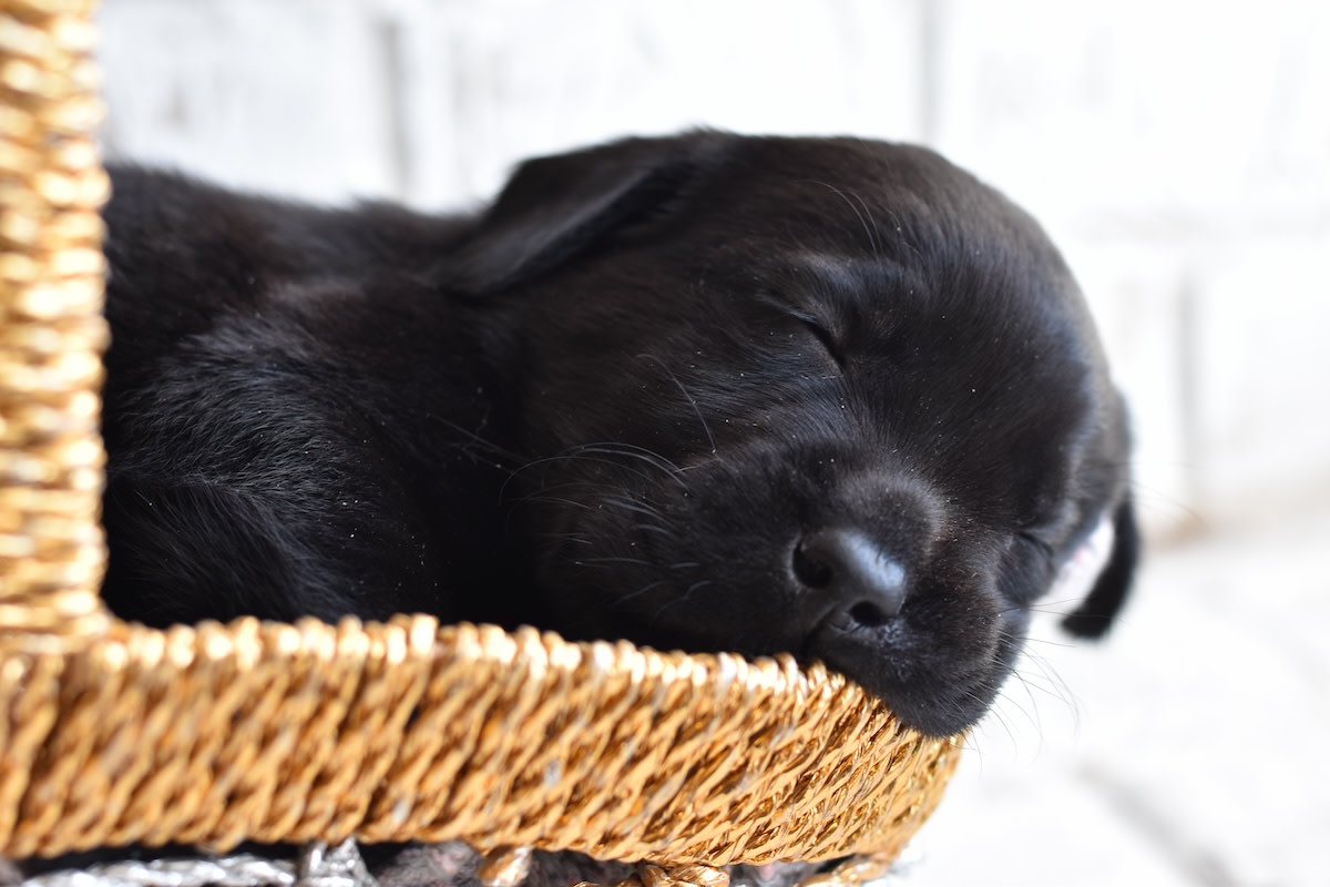 Black Labrador puppy gives cutest 'paw-formance' while dreaming in her ...