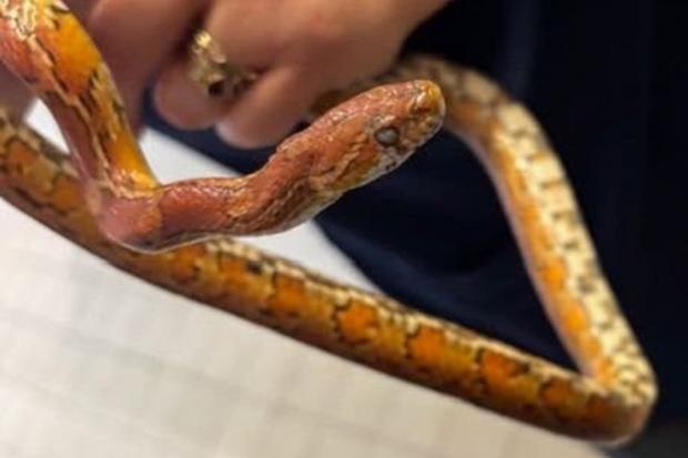 Escaped snake on the mend after chilly adventure
