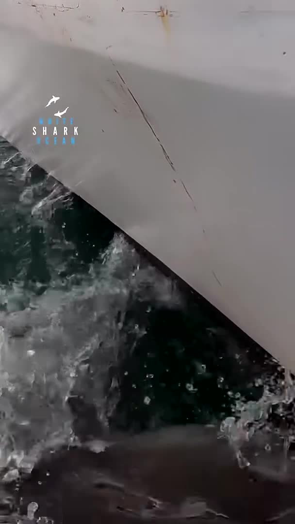 Great white shark jaws in action