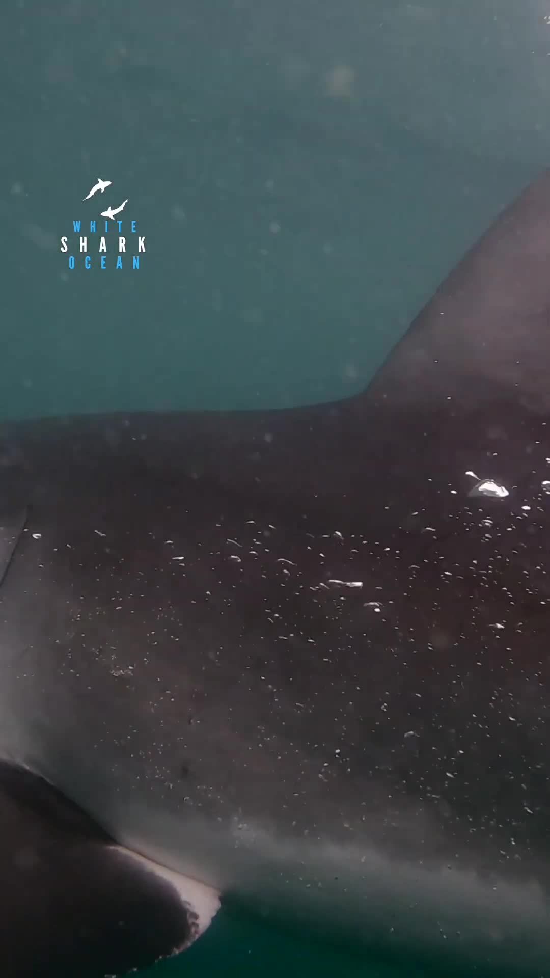 Great white blasts through the surface with mouth open