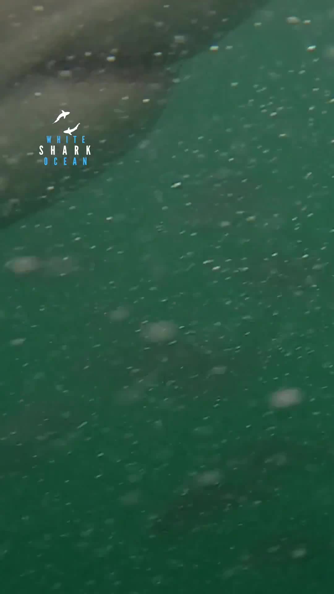 Great white propels herself up to her pectoral fins out of the water