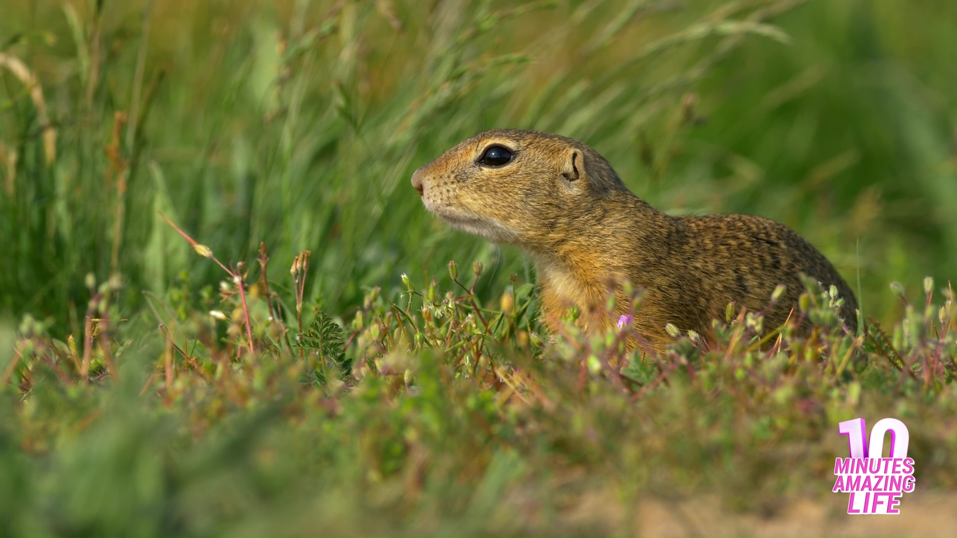 Ground squirrel scanning the open landscape