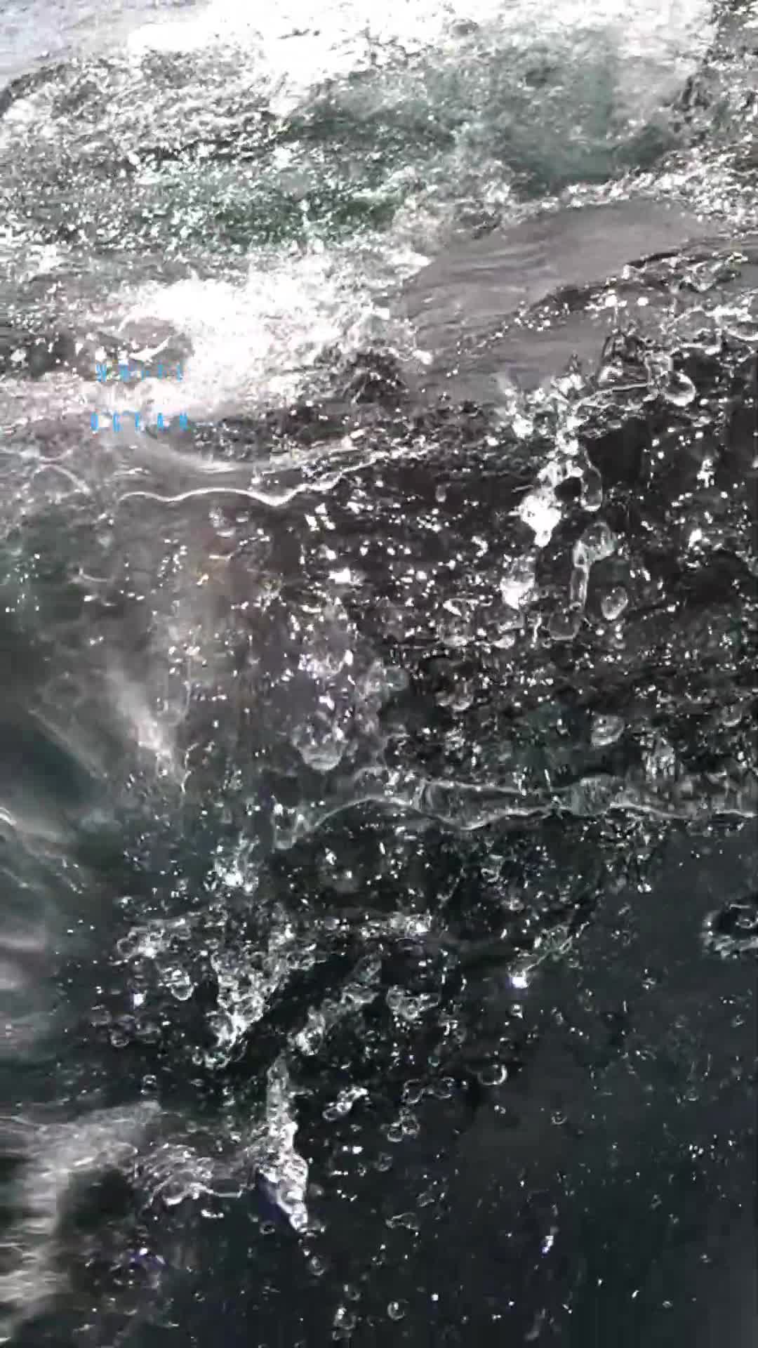 Great white shark stirring up the water