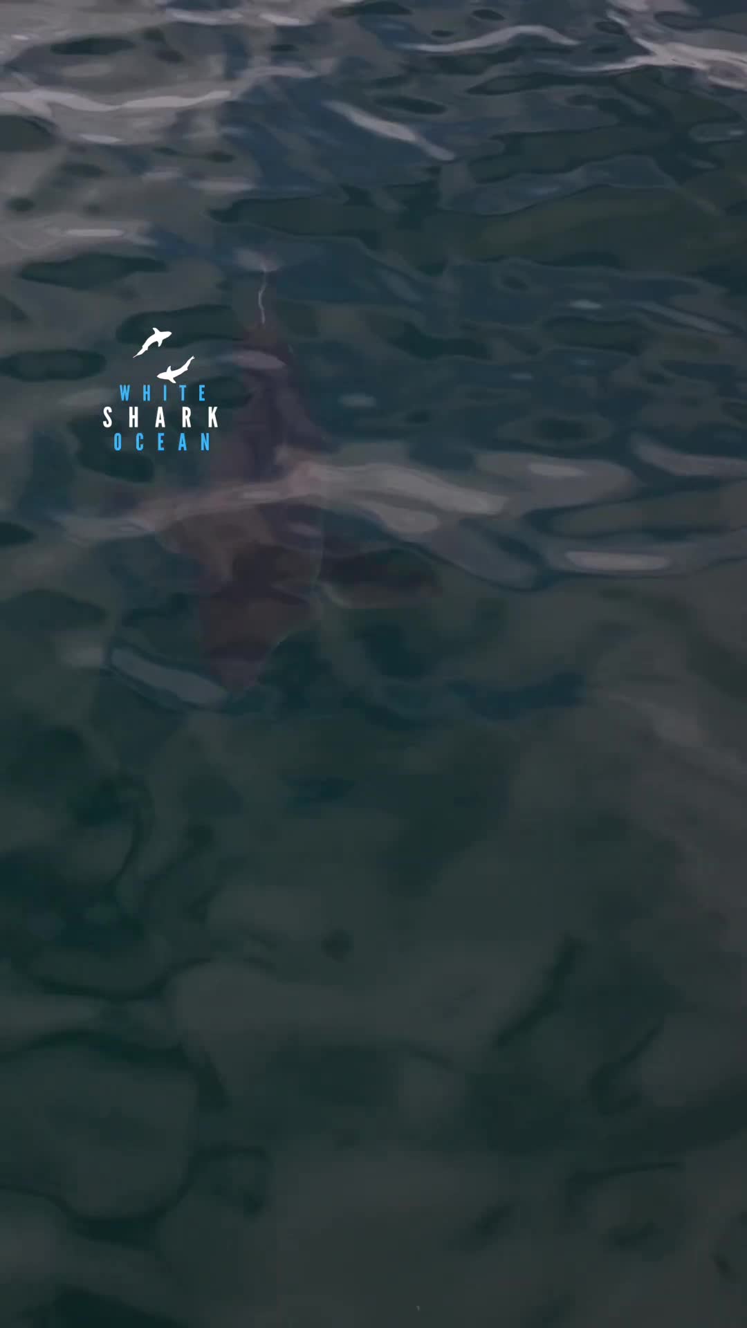 Great white silently coasts below the surface