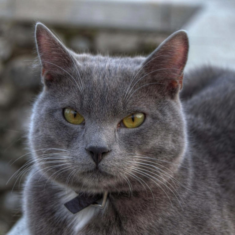 Is your cat secretly depressed? 10 signs that felines are great at ...