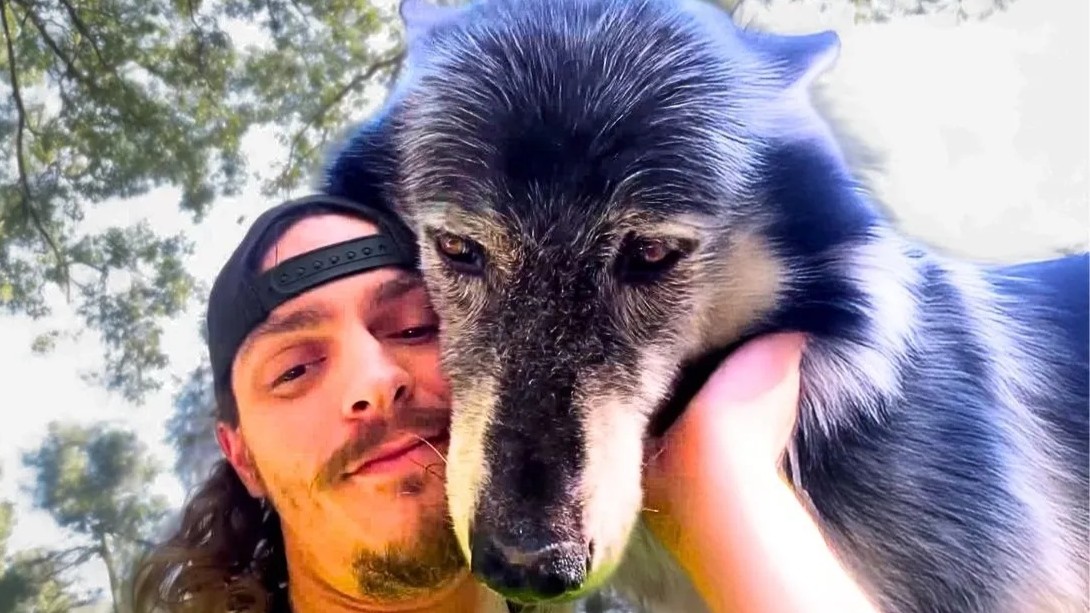 This wolf only trusted one person - the man who saved him