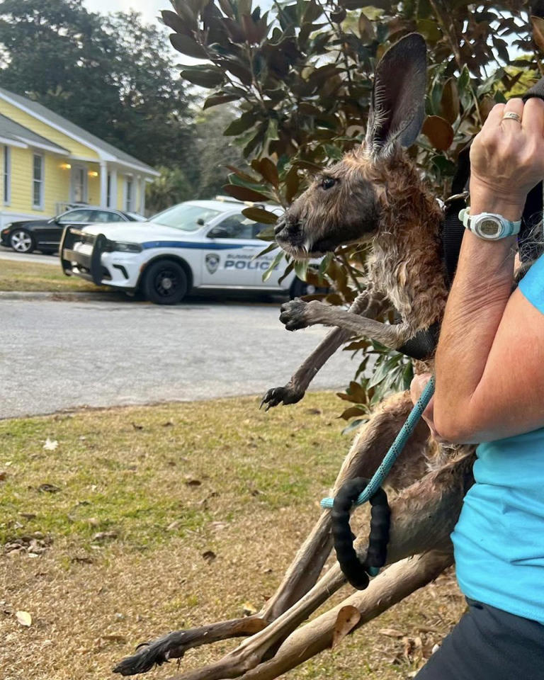 Look: Escaped wallaby rescued from backyard pool in South Carolina