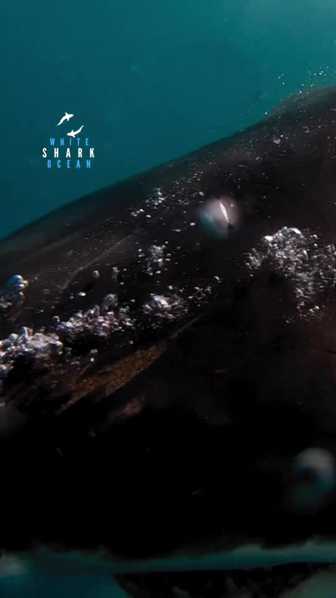 Spectacular great white shark jaws shot