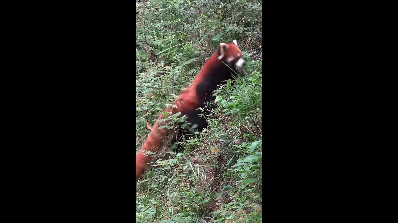 Pandas-vermelhos, Chengdu, China
