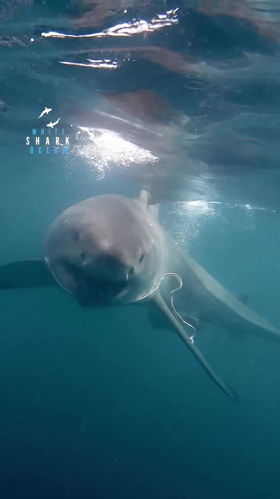 Great white shark with seal intestines in her mouth