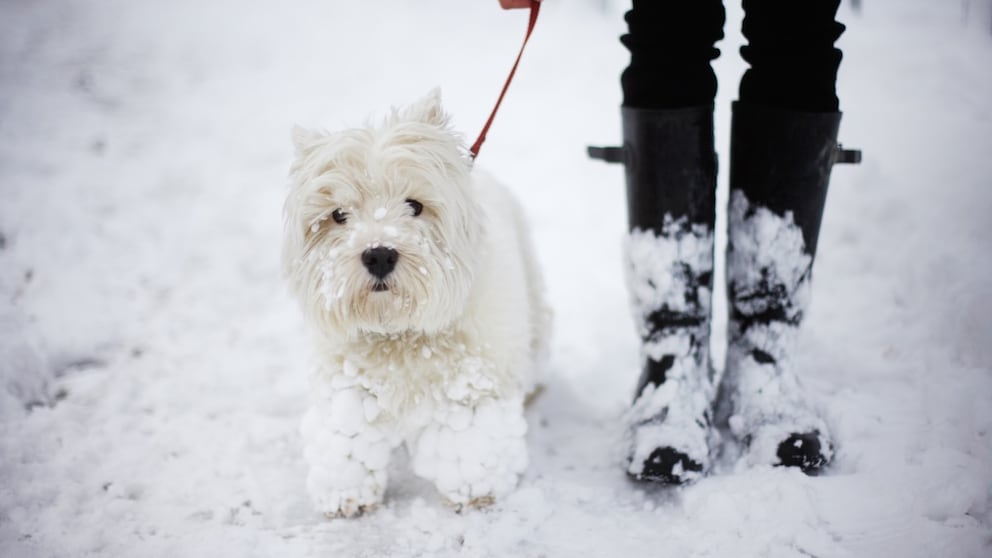 How long can a dog stay outside in subzero temperatures?