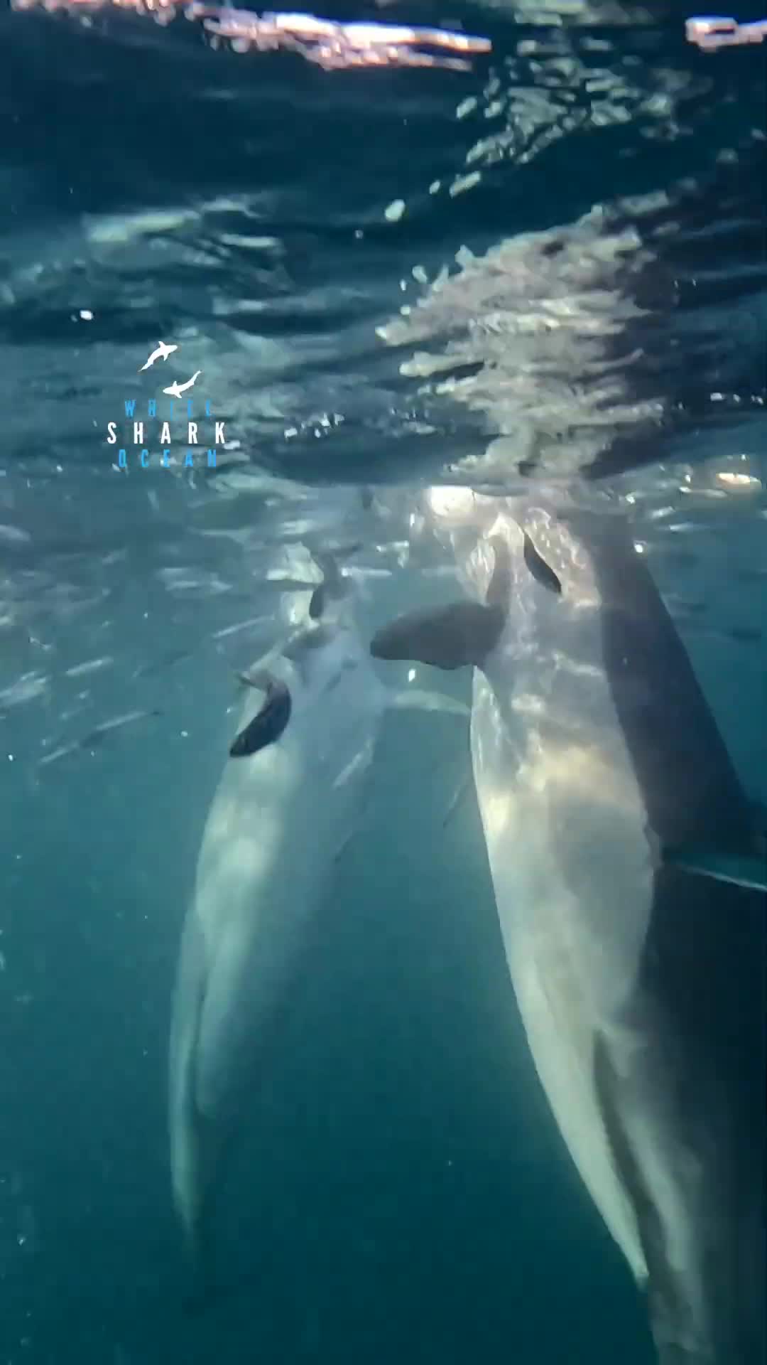 Sardine Runs Diving Into A Baitball