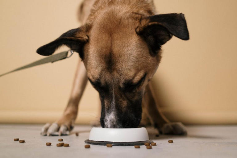 Does fancy dog food leave a larger carbon pawprint?