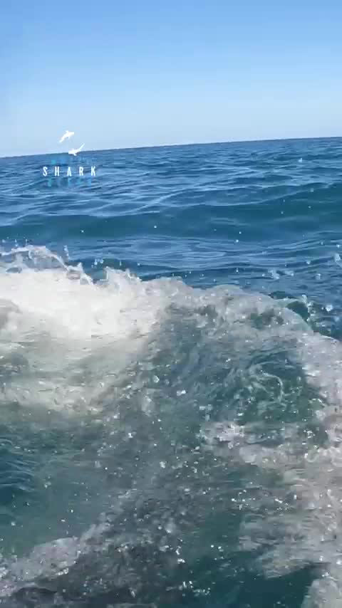 Great white comes up out of clear blue water