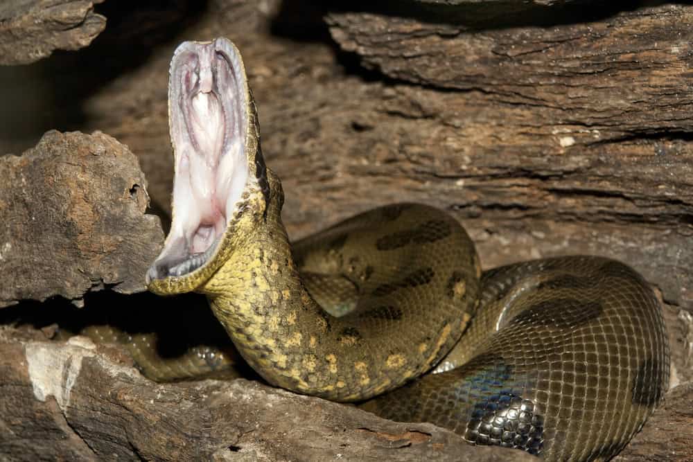 From riverbed to record books: The evolutionary gamble behind the world ...