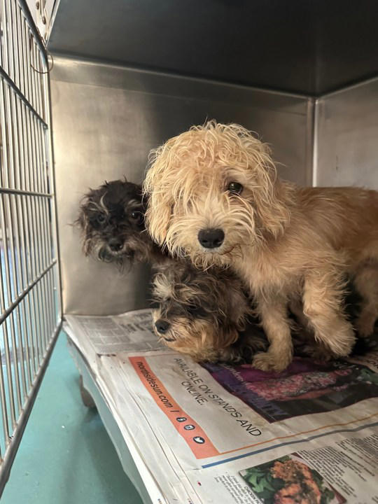 MARL cares for 17 dogs found in severe neglect