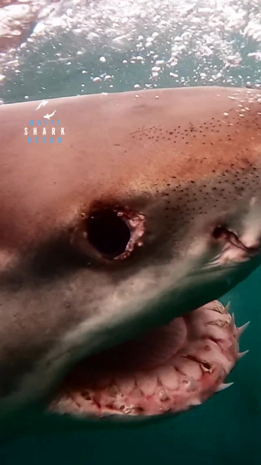 Great white shark mouthing at the bait