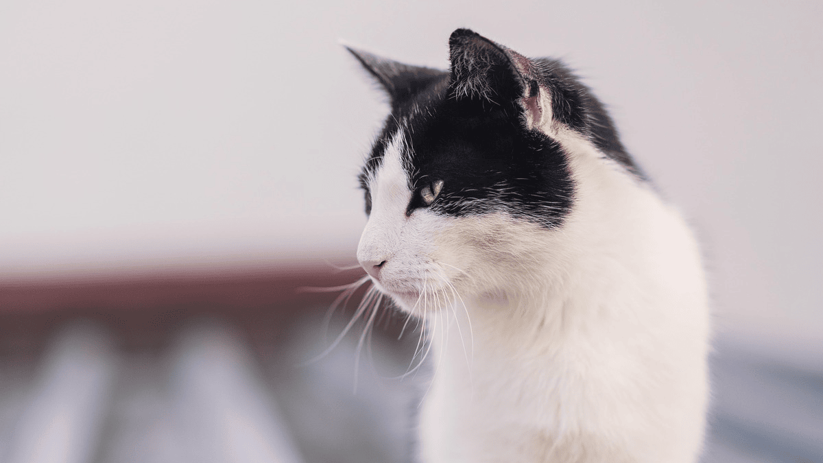 7 things cats really hate (and almost all humans do)