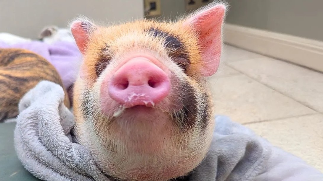The fridge opens - and this piglet steals the show every time