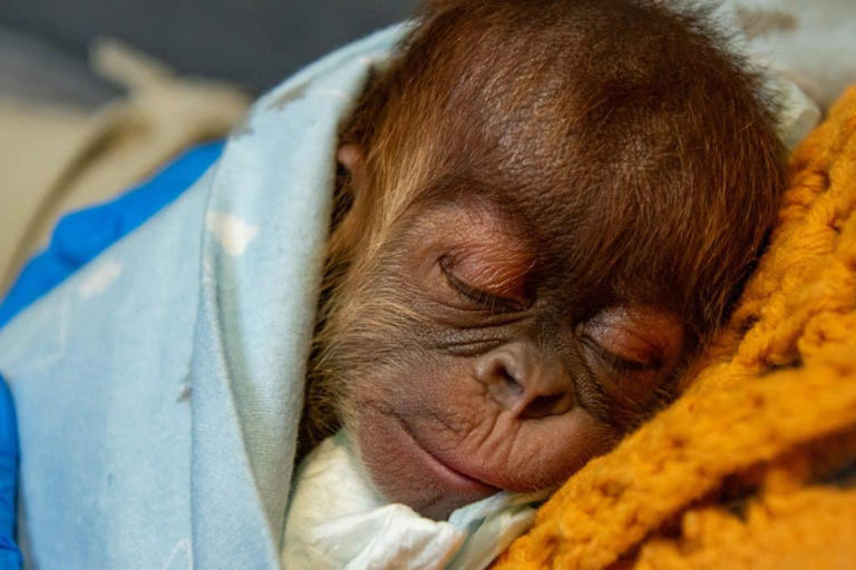 A rare C-section orangutan birth brings new hope at the Memphis Zoo