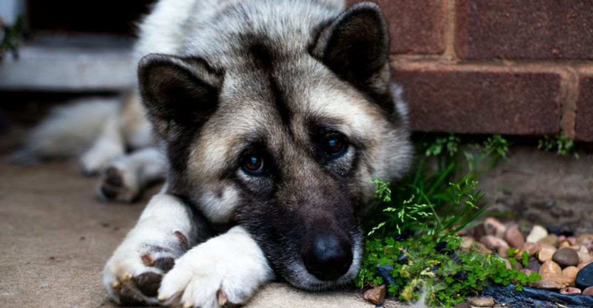 These 12 dog breeds are known for working quietly without attention