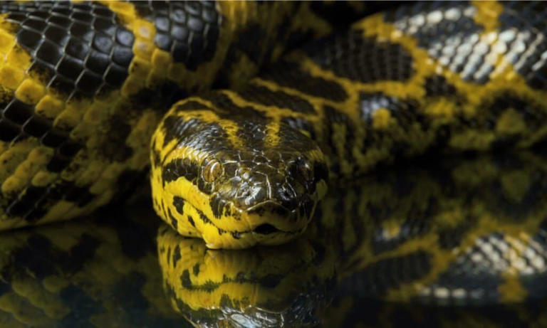 From riverbed to record books: The evolutionary gamble behind the world ...