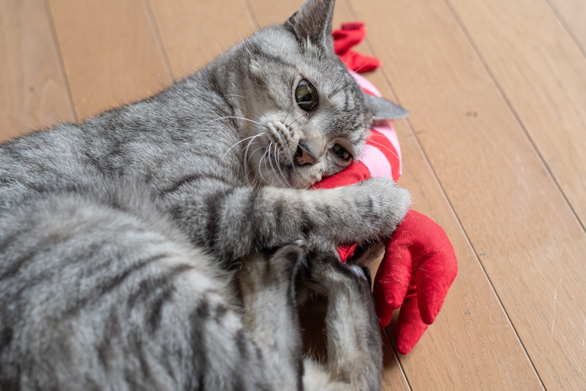 Sweetest cat’s affection for her favorite toy is truly never-ending