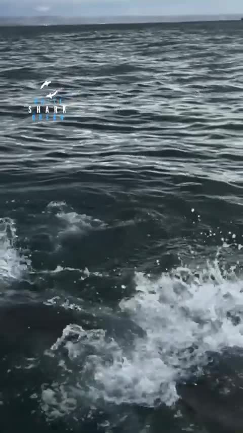 Big shark ambushes with eyes rolled back