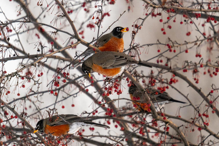 5 surprising facts about American robins most backyard birders don’t know