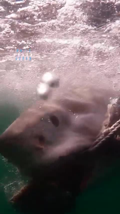 Great white shark does 180 degree turn